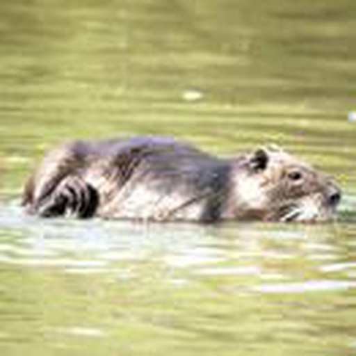 La nutria è un animale degno di rispettoe non devasta i campi: sono ...