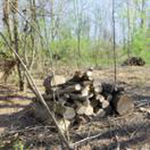 Dopo i tagli: povera foresta. Poveri politici. Povero Lodigiano