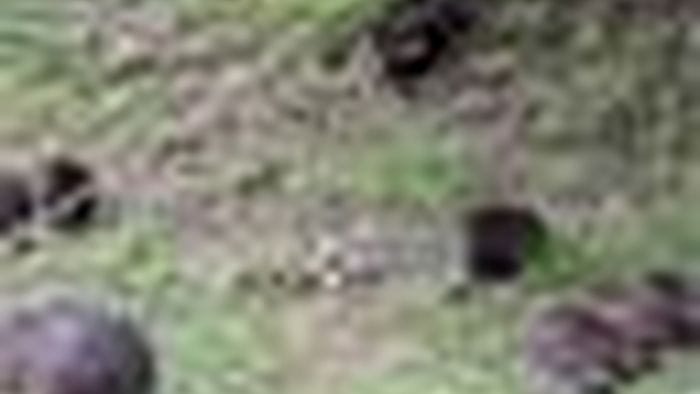 Il Parco dei Giganti a Zivido viene colonizzato dalle nutrie