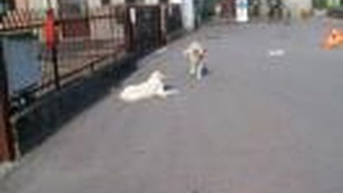 Cani in fuga, paura a Vizzolo