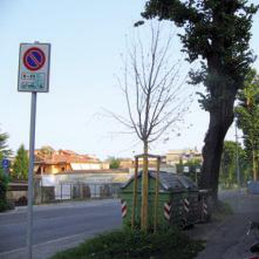 È fisiologico che uno dei 39 nuovi alberi sia in sofferenza