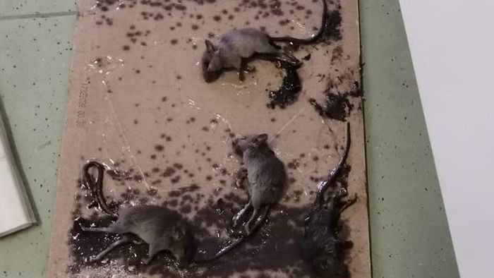 Trovati topi morti alla materna: scoppia l’allarme in via Campania