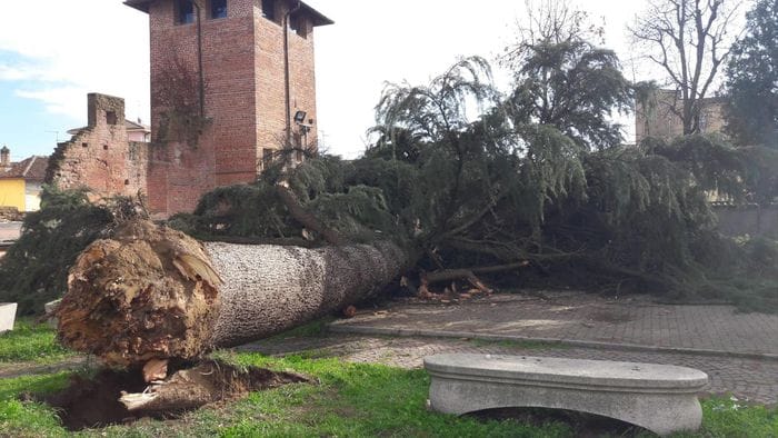 Un forte vento sul Lodigiano, a Sant’Angelo albero crolla su un’auto ...