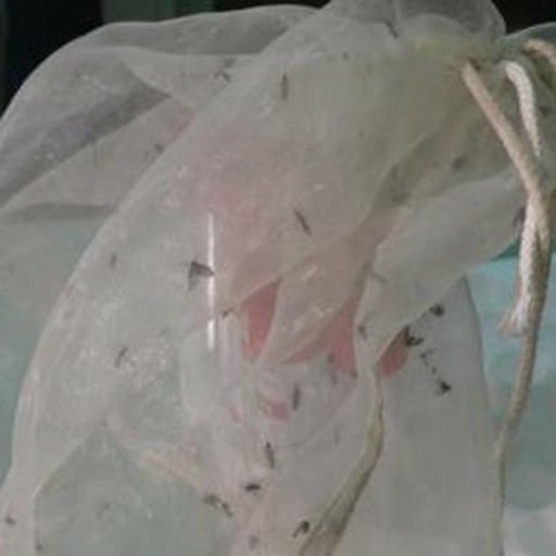 West Nile, due casi a Lodi città - Cronaca
