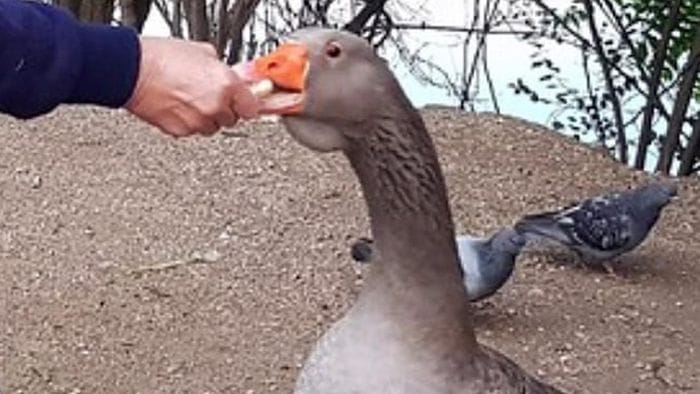 SAN DONATO Attila, l’oca che regnava sul laghetto, è morta dopo essere ...