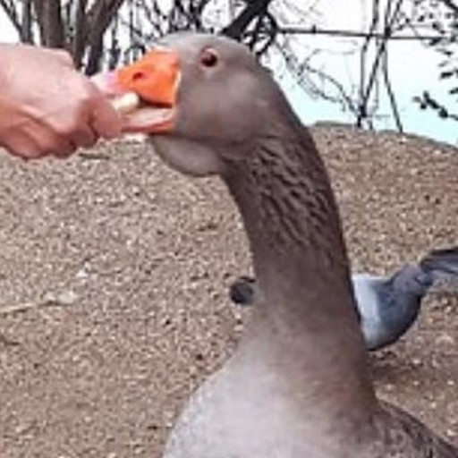 SAN DONATO Attila, l’oca che regnava sul laghetto, è morta dopo essere ...