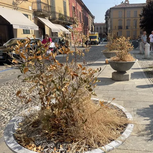 Codogno, piante morte di sete in centro storico