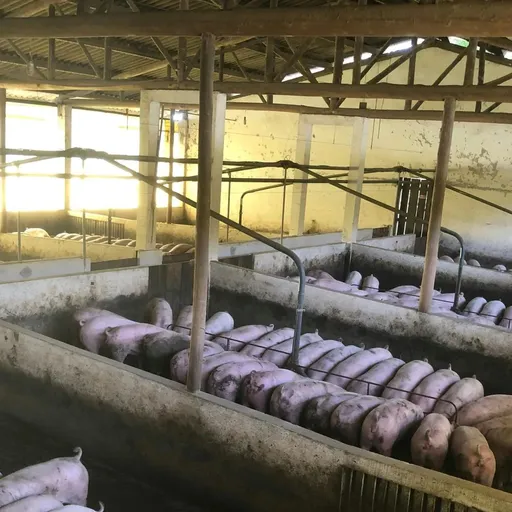 La peste suina a Pieve Fissiraga: più di quattromila maiali da abbattere