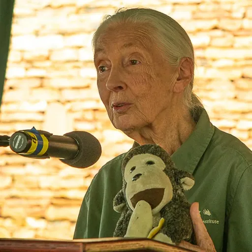 Jane Goodall, la donna che è diventata amica degli scimpanzé compie 90 ...