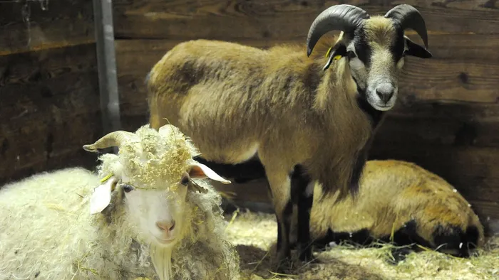 Pecore e capre vietate alla Fiera di Codogno: pericolo malattia della ...