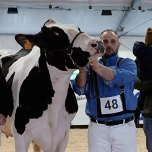 È lodigiana la mucca frisona più bella