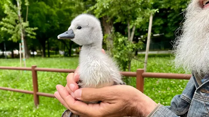 Salvato un piccolo di cigno dalla corrente della Muzza - Cronaca