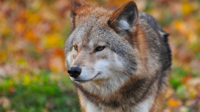 San Fiorano, un capriolo sbranato dai lupi