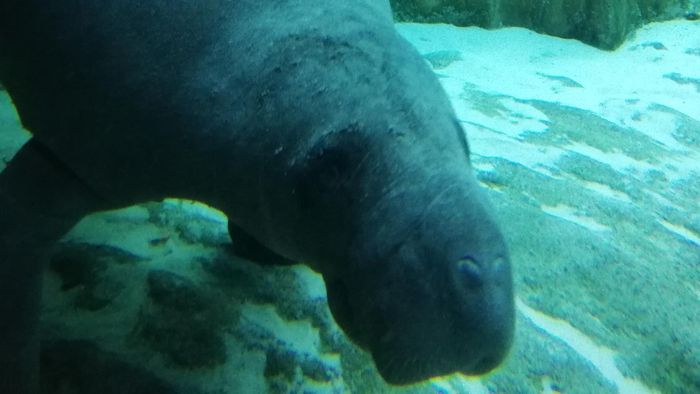 Oggi è la giornata dell’apprezzamento del lamantino - Rubriche